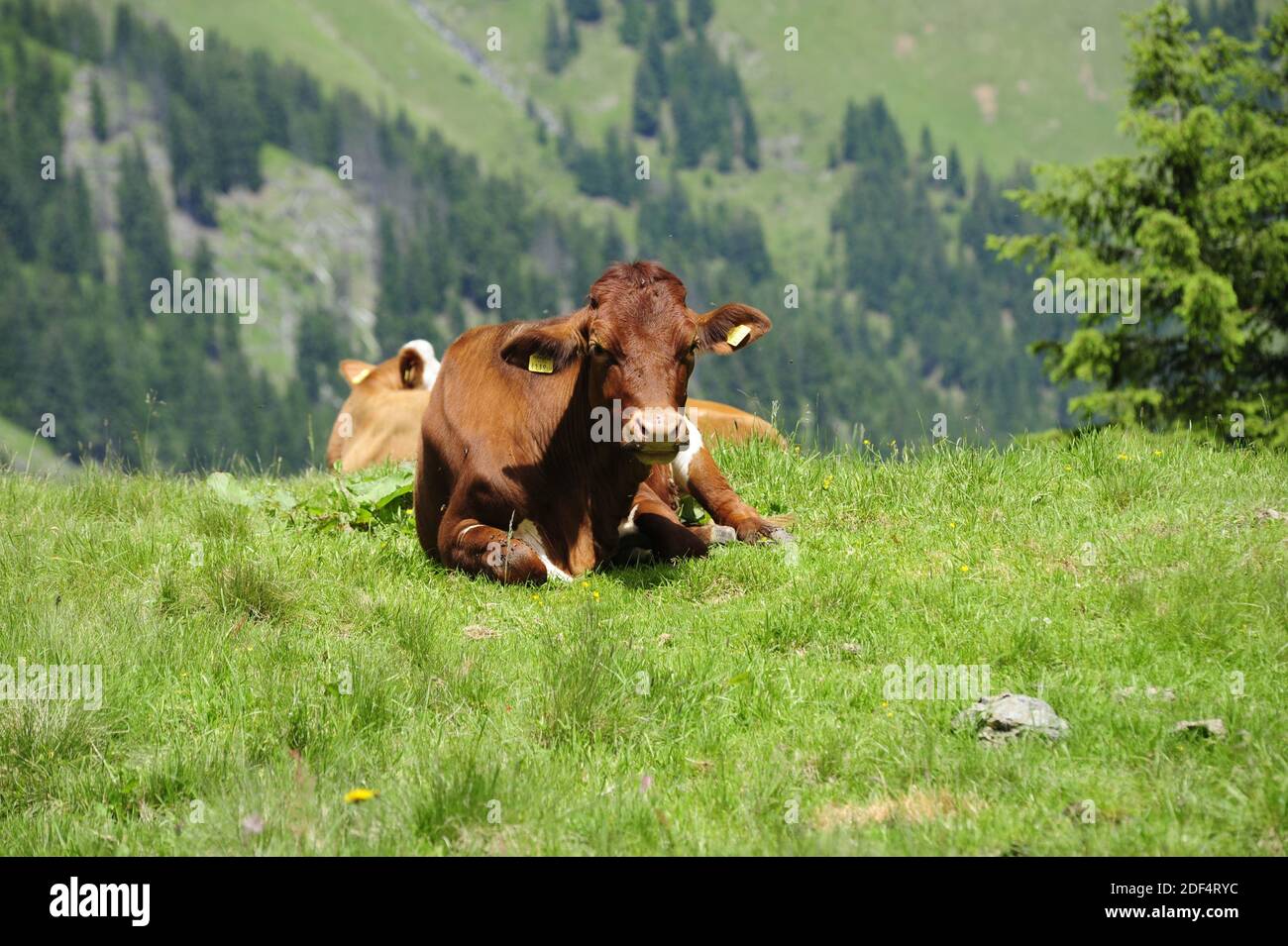 Cattle grazing in the Alps, Simmental breed on alpine pasture Stock ...