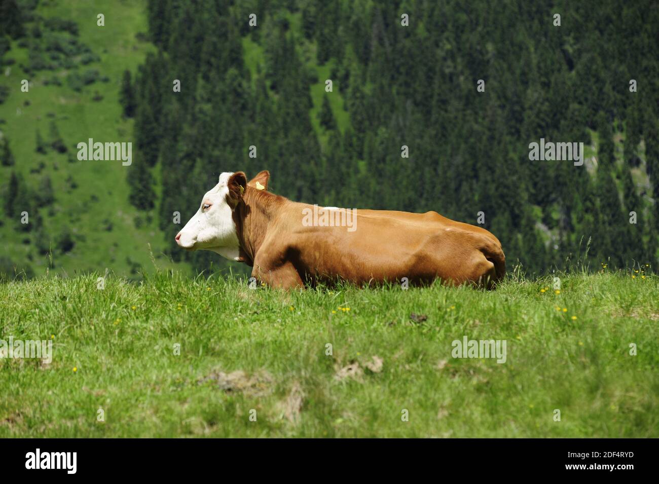 Cattle grazing in the Alps, Simmental breed on alpine pasture Stock ...