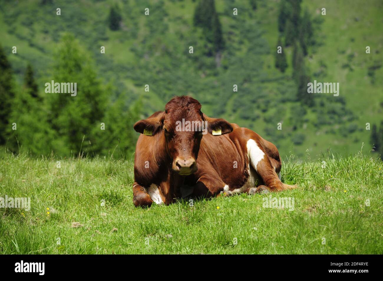 Cattle grazing in the Alps, Simmental breed on alpine pasture Stock ...