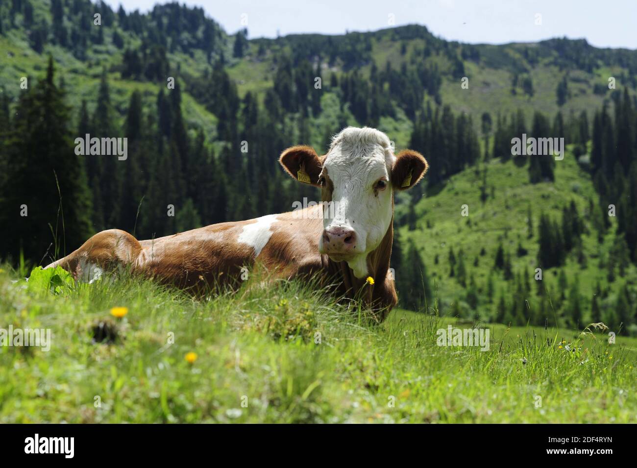 Cattle grazing in the Alps, Simmental breed on alpine pasture Stock ...