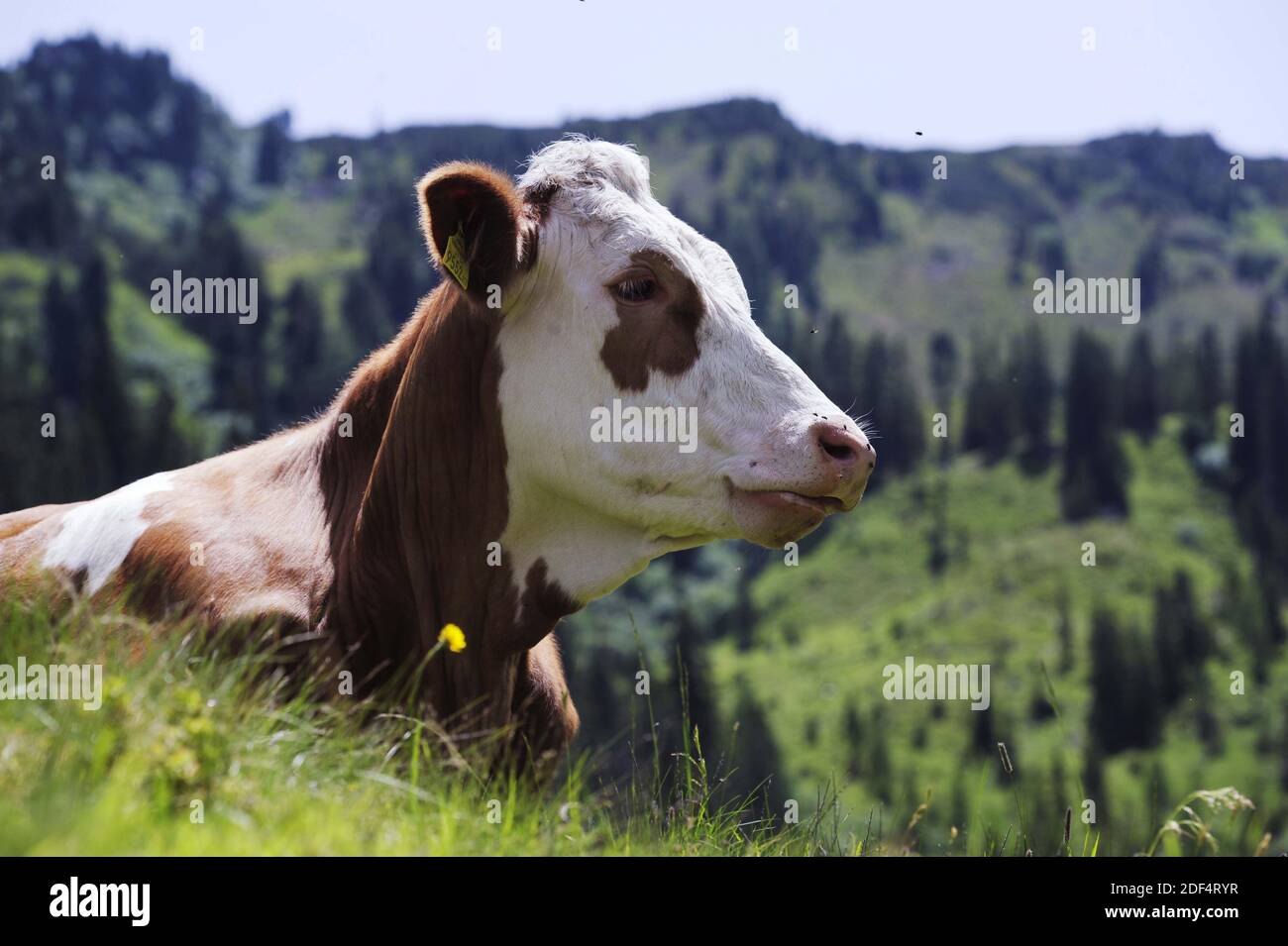 Cattle grazing in the Alps, Simmental breed on alpine pasture Stock ...