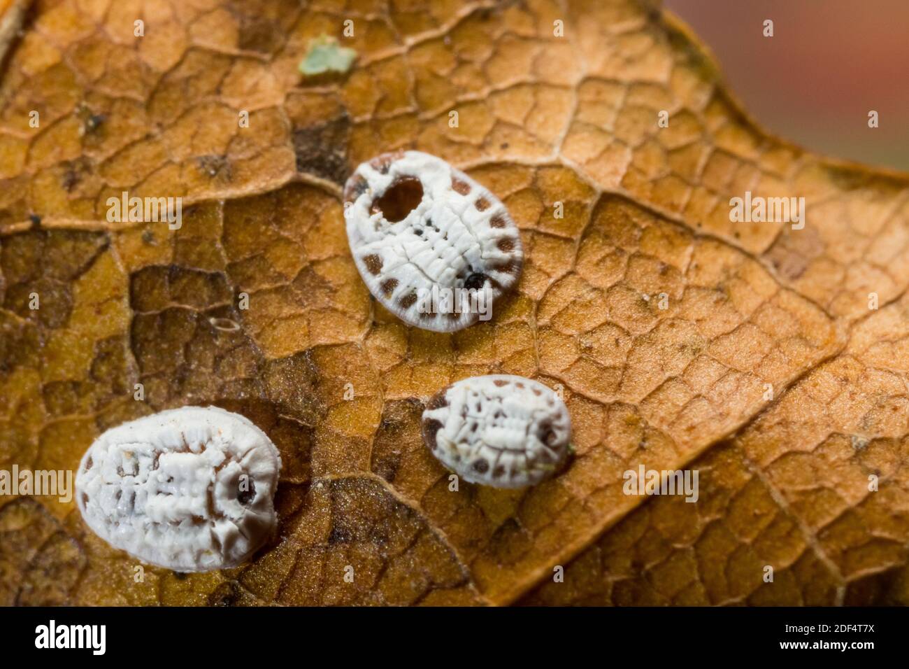 Maple whitefly winter pupariums (Aleurochiton aceris Stock Photo - Alamy