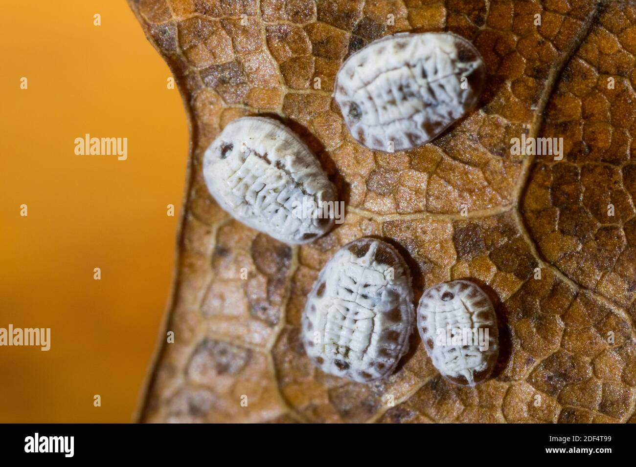 Maple whitefly winter pupariums (Aleurochiton aceris Stock Photo - Alamy