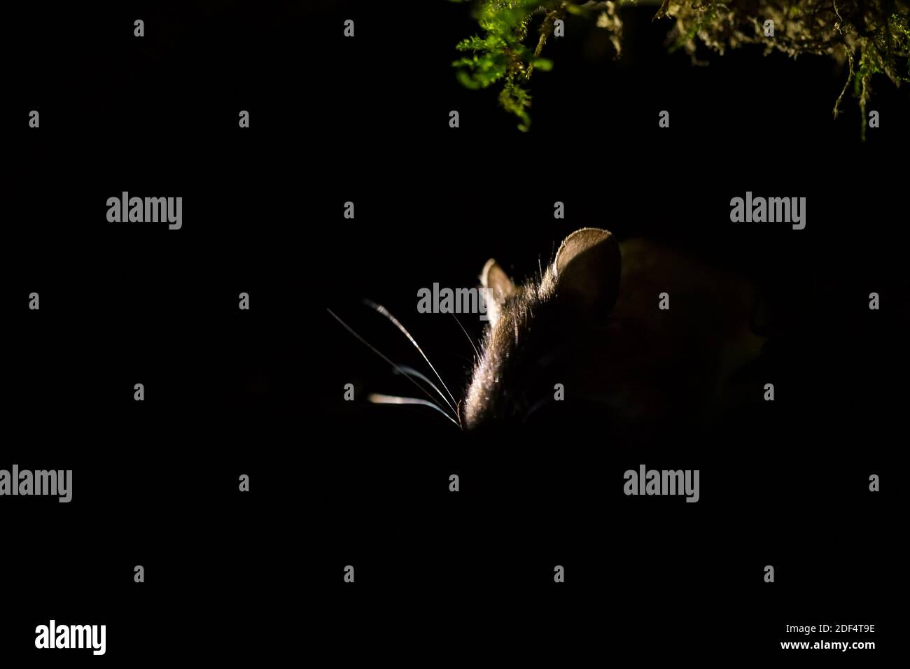 Hideout wild hi-res stock photography and images - Alamy