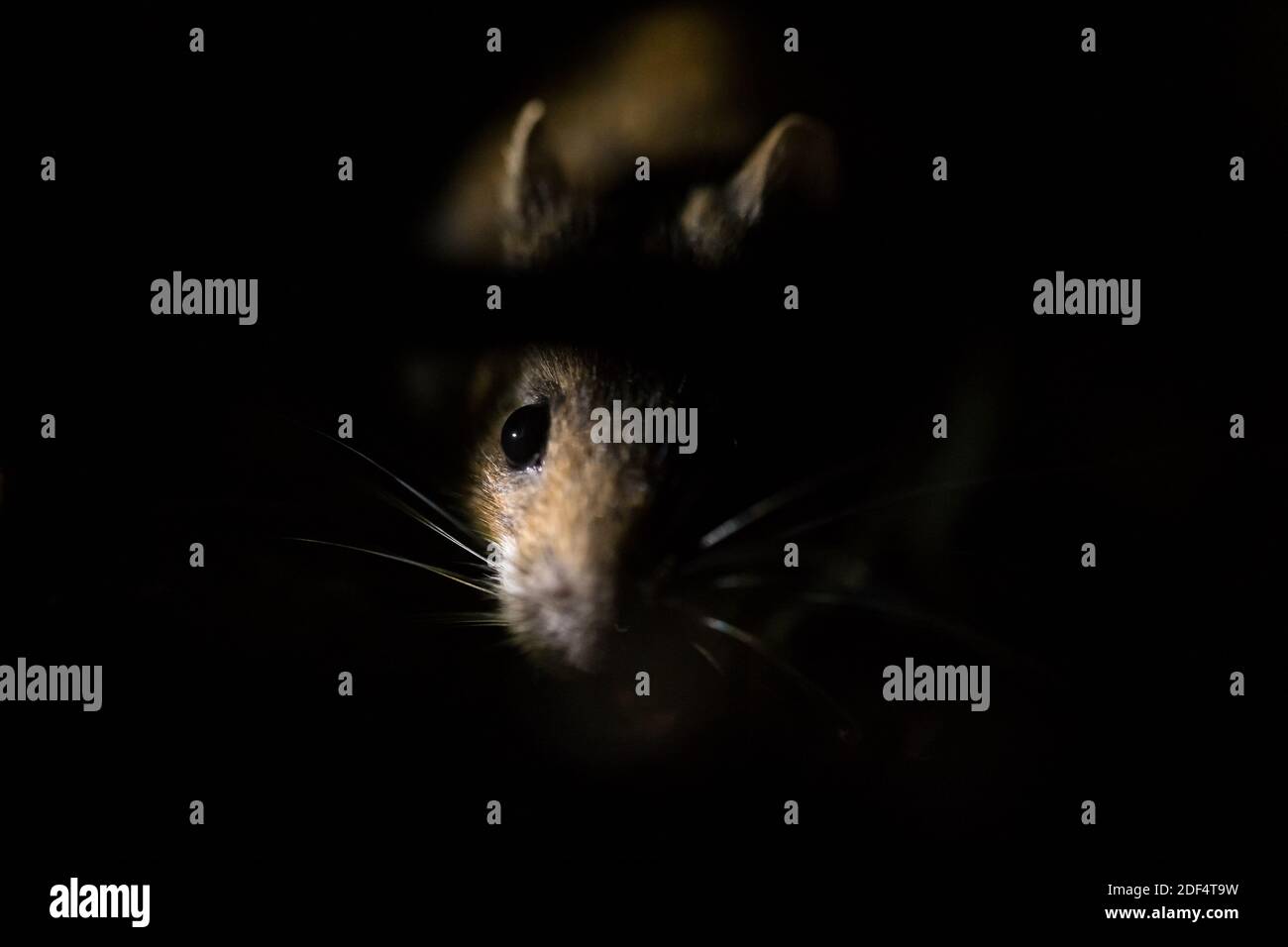 Dark forest mouse hi-res stock photography and images - Alamy