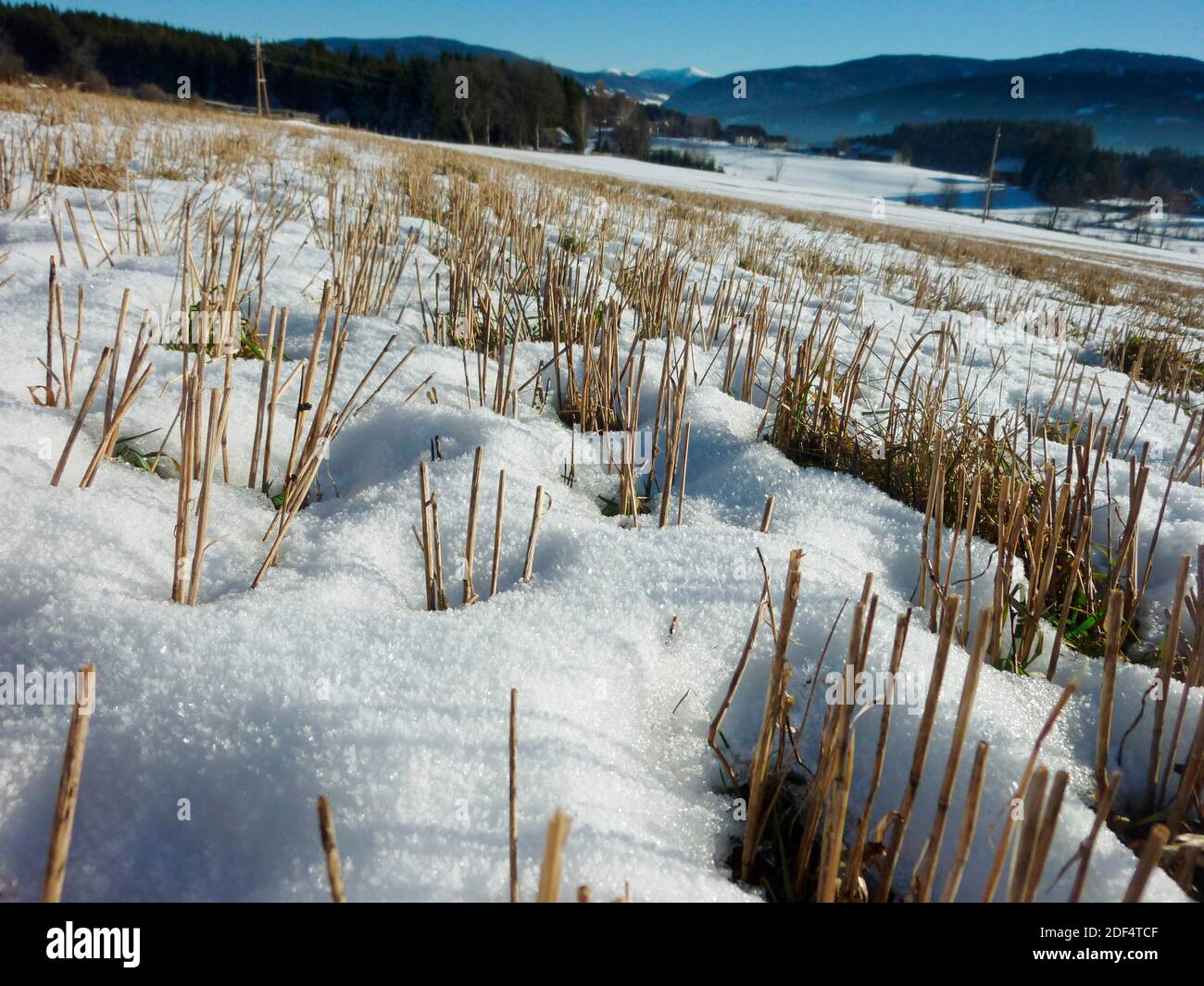 a field covered with winter snow, snowy landscape in agriculture Stock ...