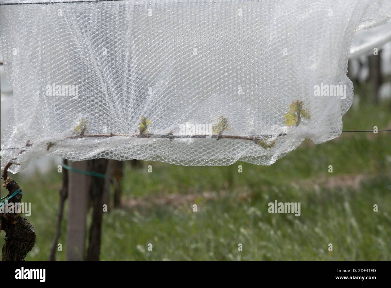 Frost protection on a vineyard, preparing for a cold wave Stock Photo ...
