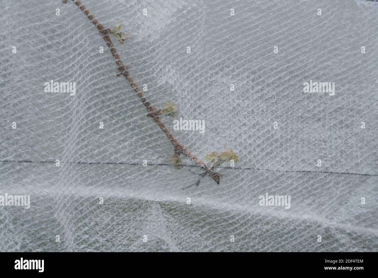 Frost damage prevention hi-res stock photography and images - Alamy