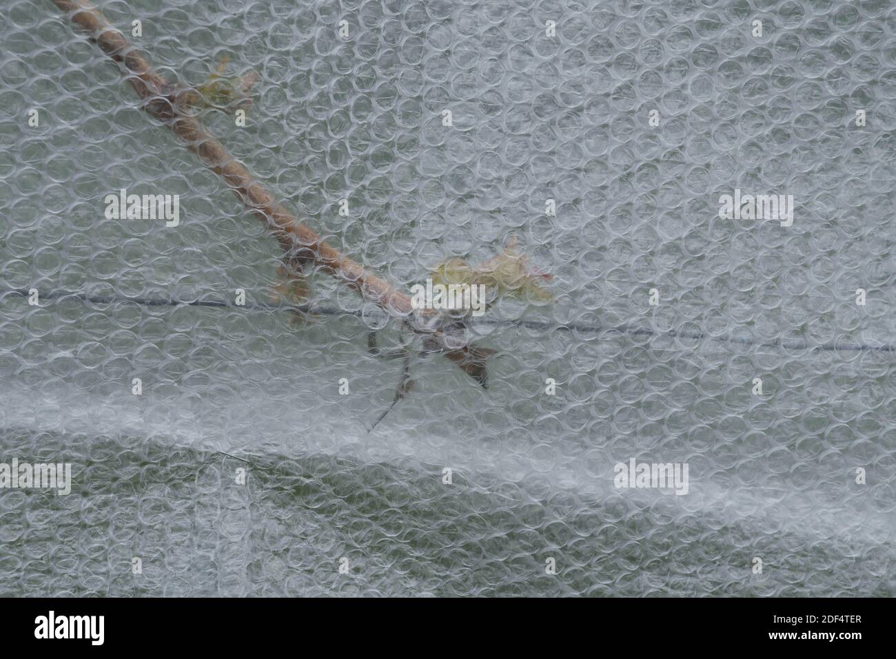 Frost damage prevention hi-res stock photography and images - Alamy