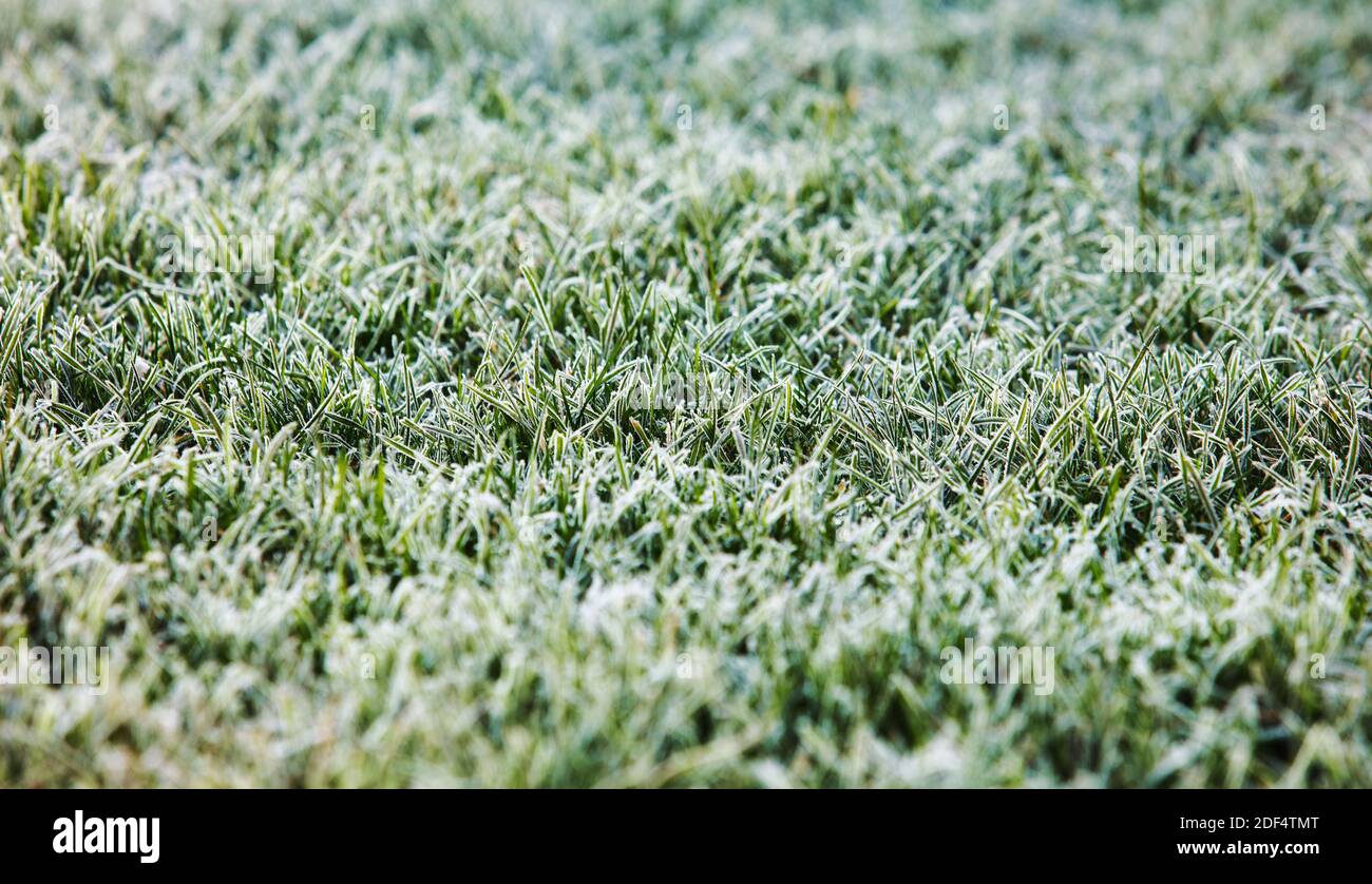 closeup of frosty grass Stock Photo - Alamy