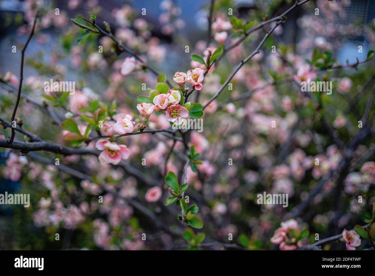 Pink flowers bloom in spring Stock Photo - Alamy