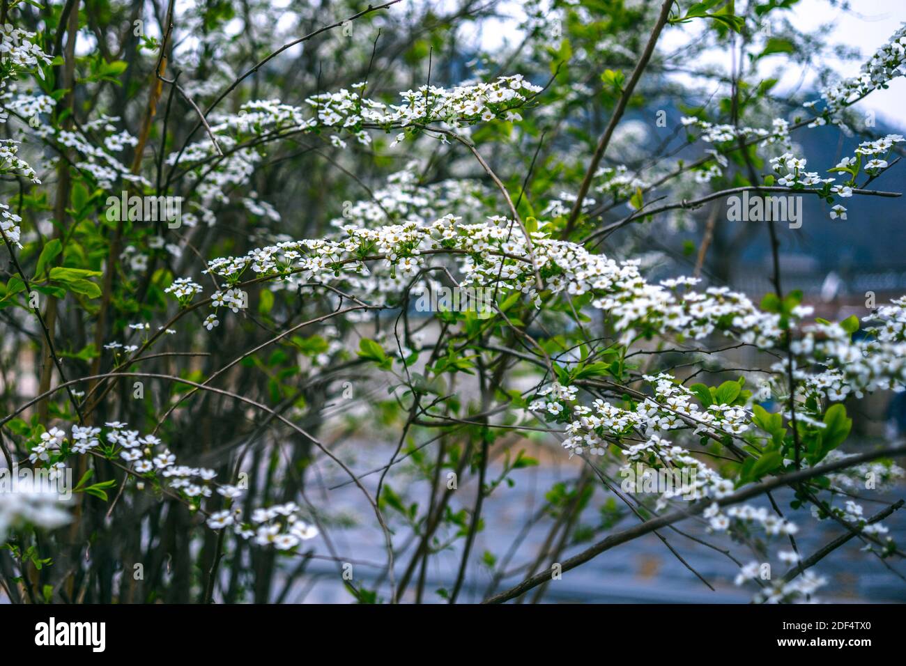 White flowers bloom in spring Stock Photo - Alamy