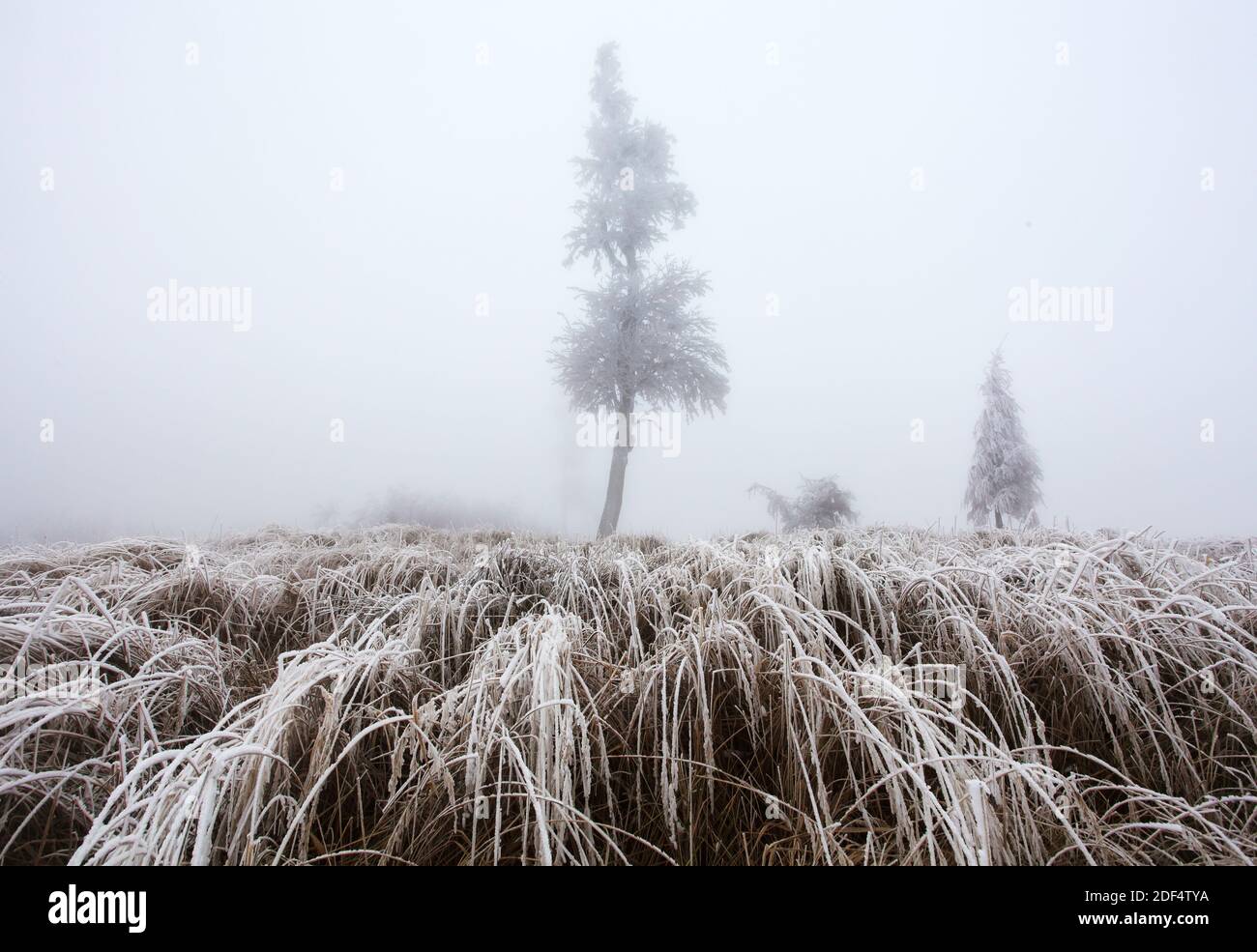 Forest in winter with fog and snow landscape Stock Photo - Alamy