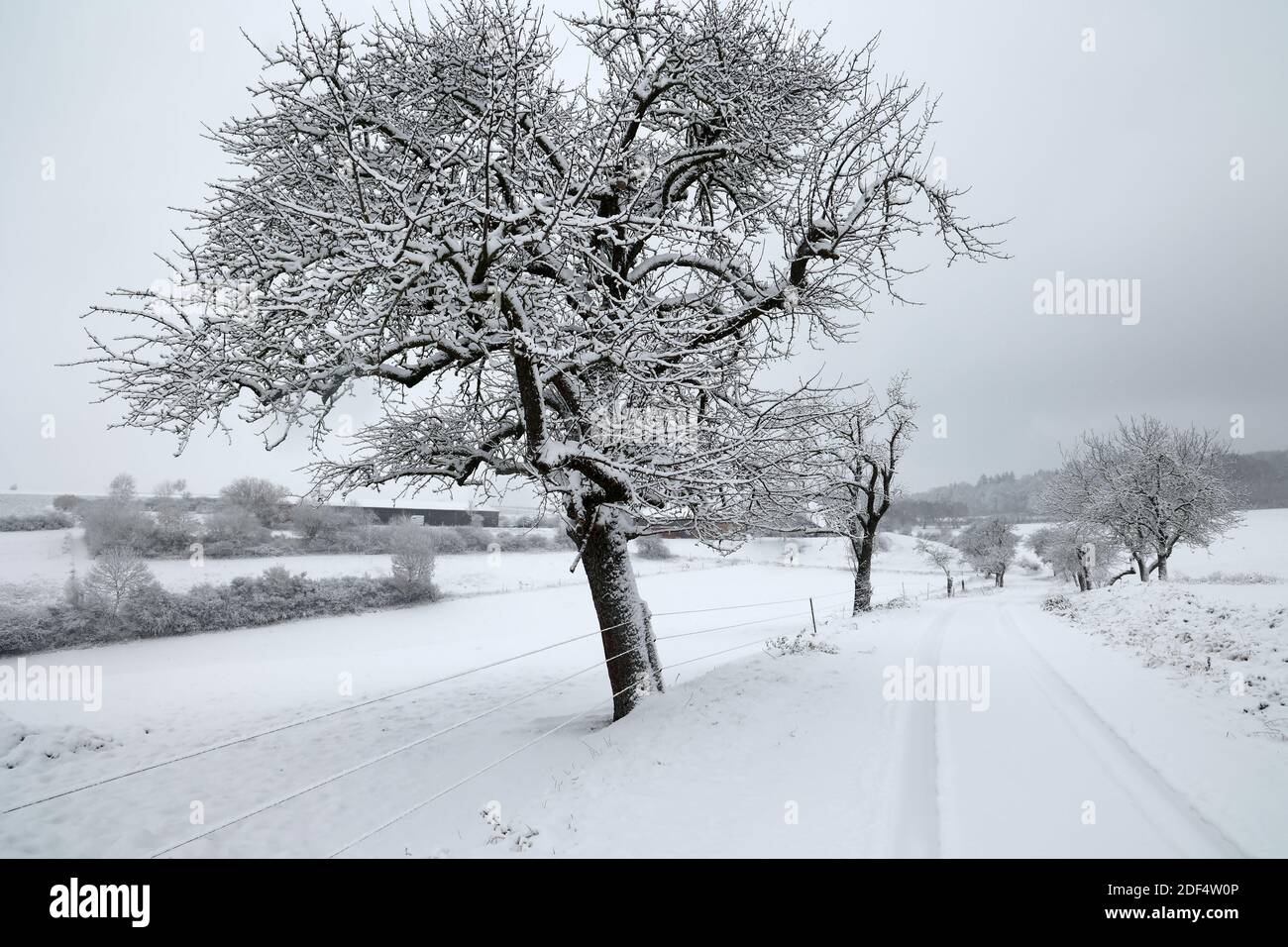 Trees covering the frame hi-res stock photography and images - Alamy