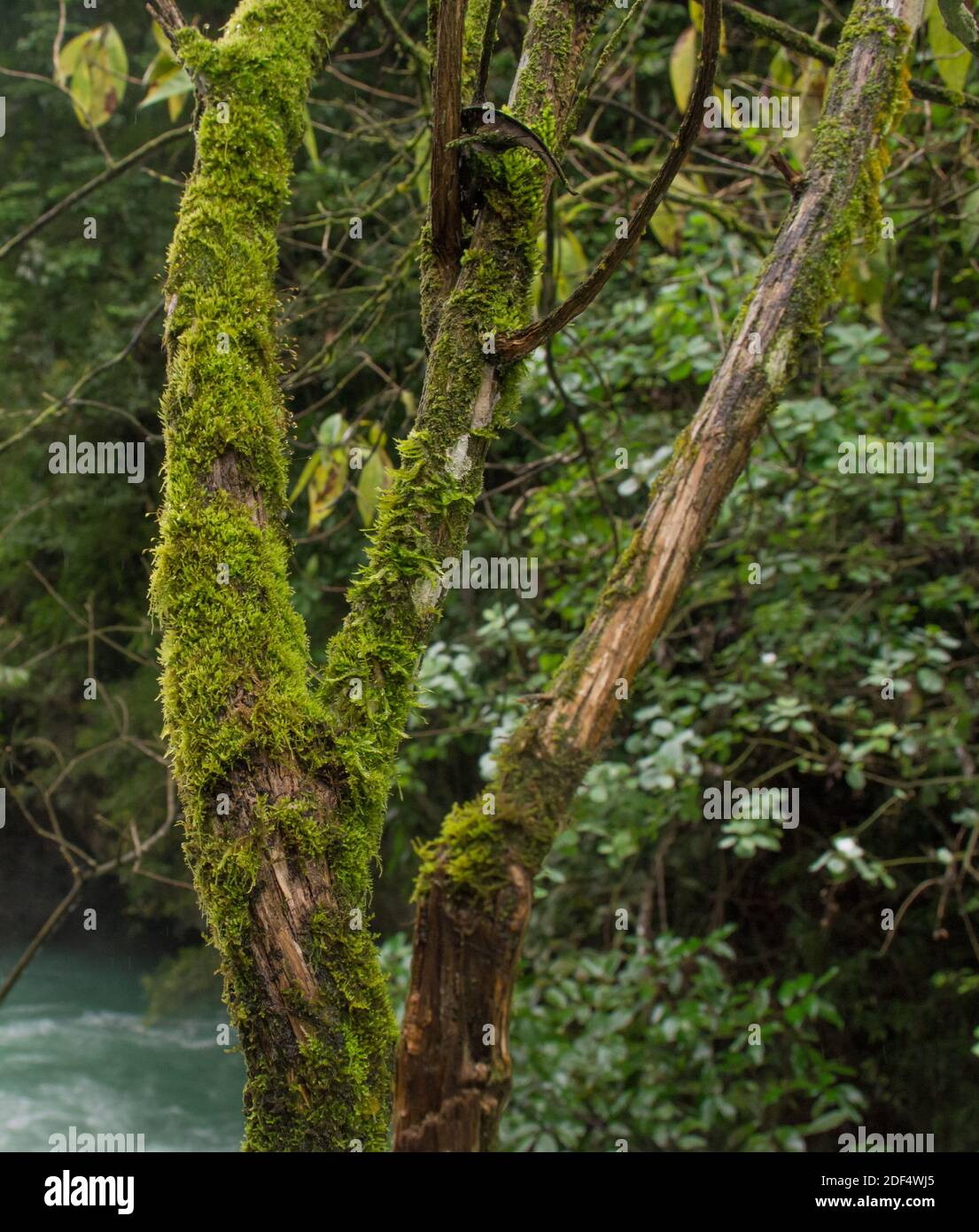 Moss covered spruce trees hi-res stock photography and images - Alamy