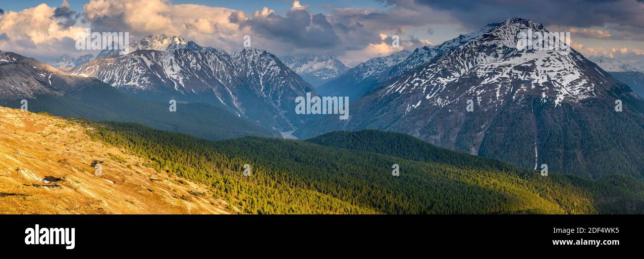 Dense forest hi-res stock photography and images - Alamy