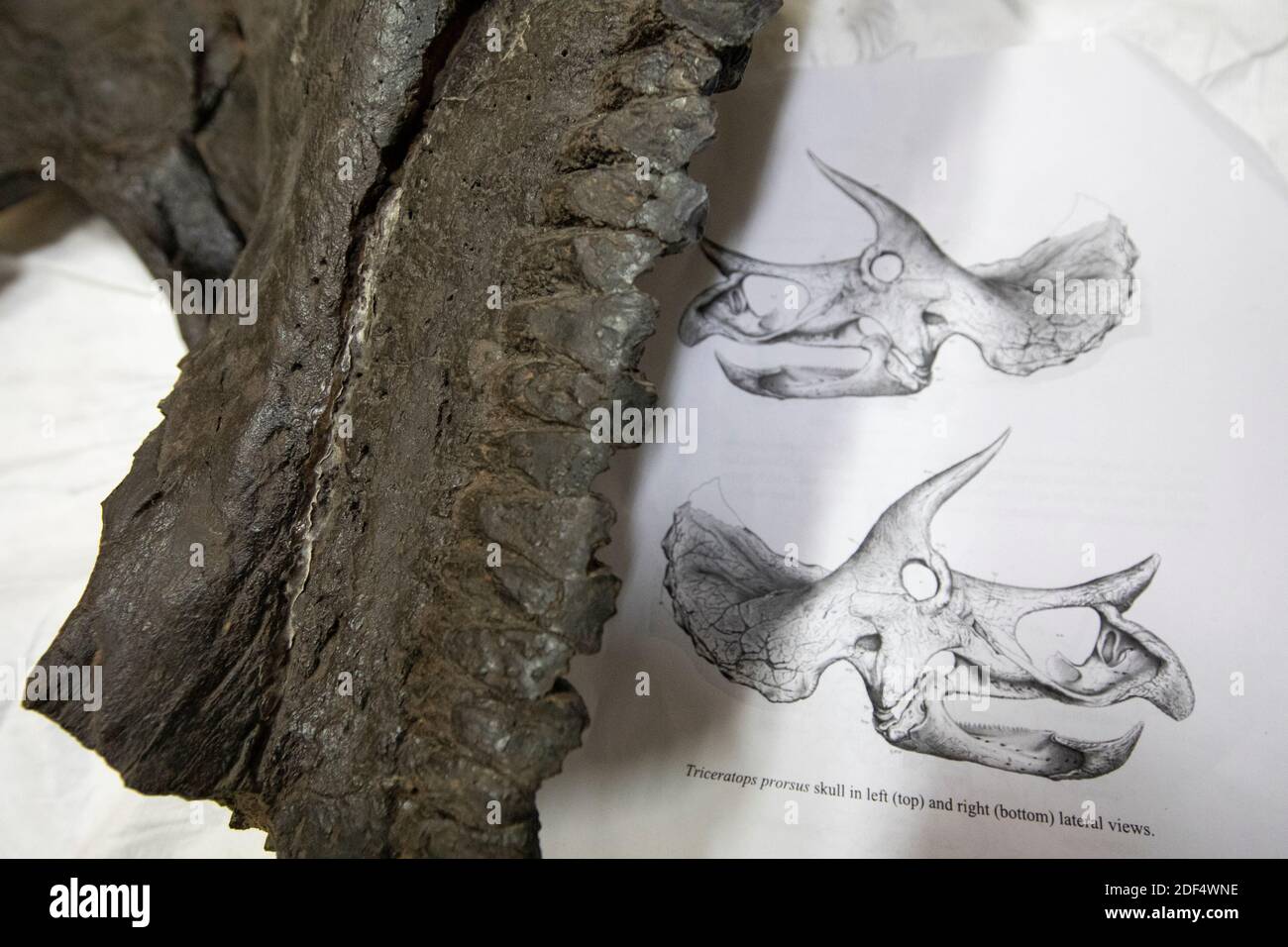 (201203) -- SYDNEY, Dec. 3, 2020 (Xinhua) -- Photo taken on Feb. 1 ...