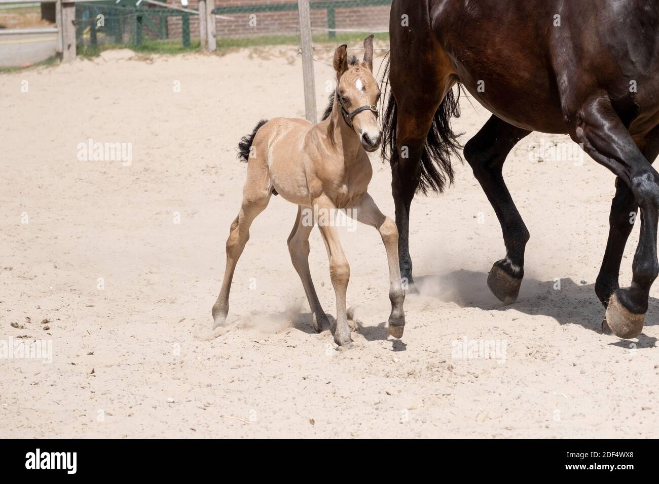 Galop High Resolution Stock Photography and Images - Alamy