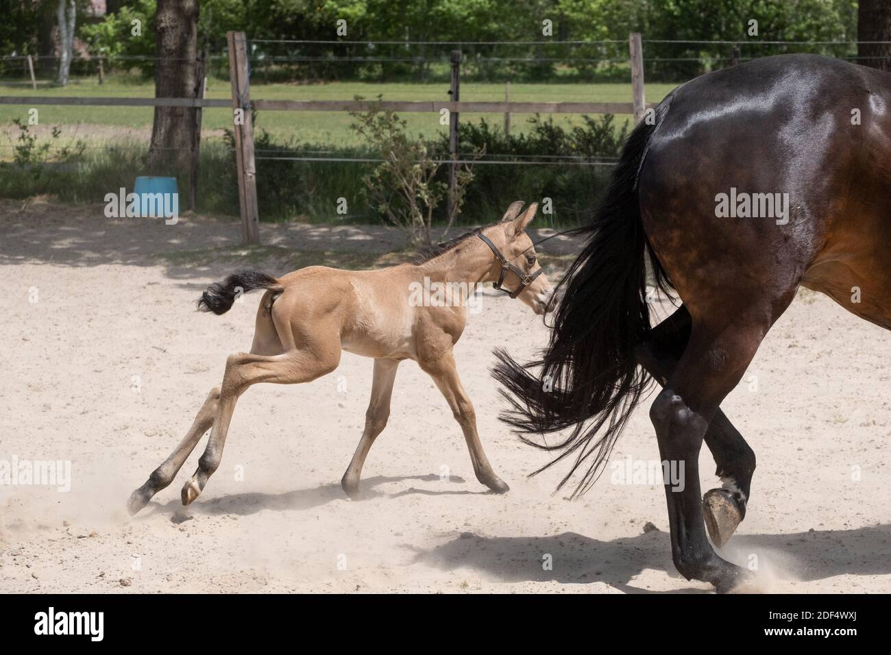 Galop High Resolution Stock Photography and Images - Alamy