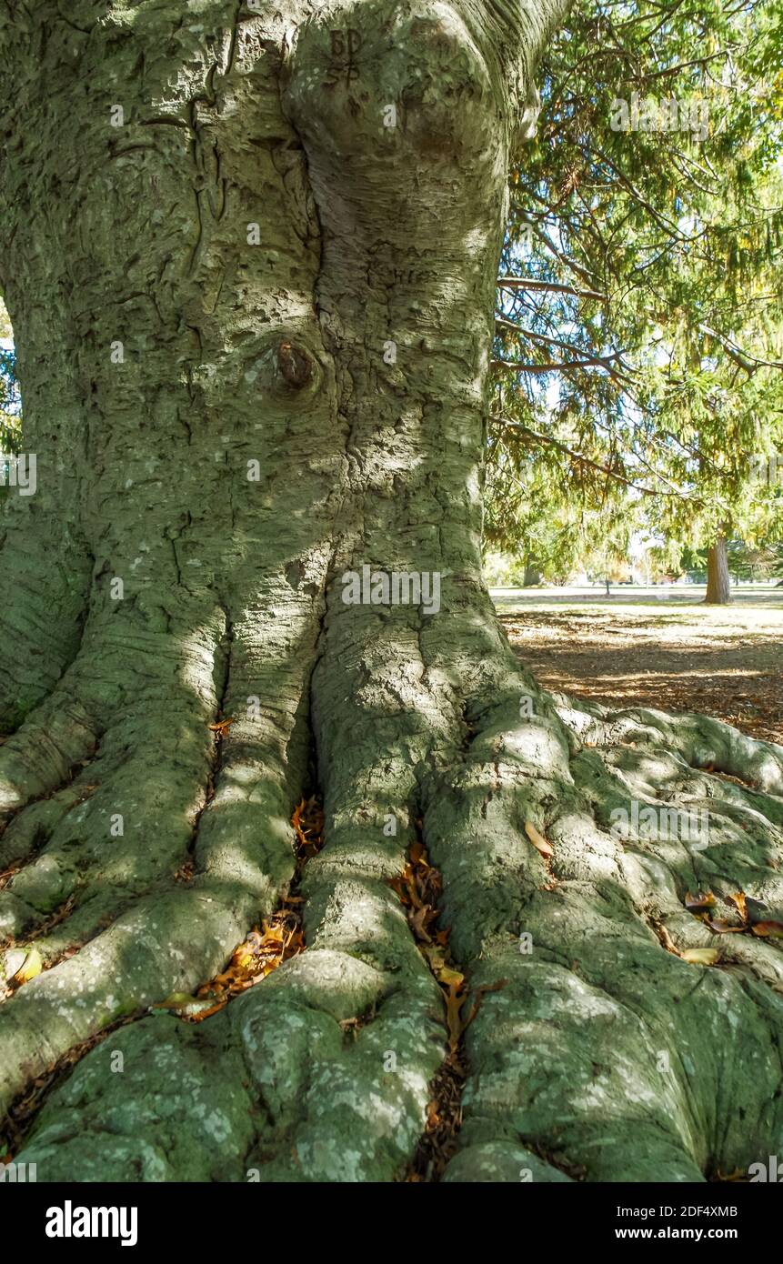 Buttonwood Sycamore Tree