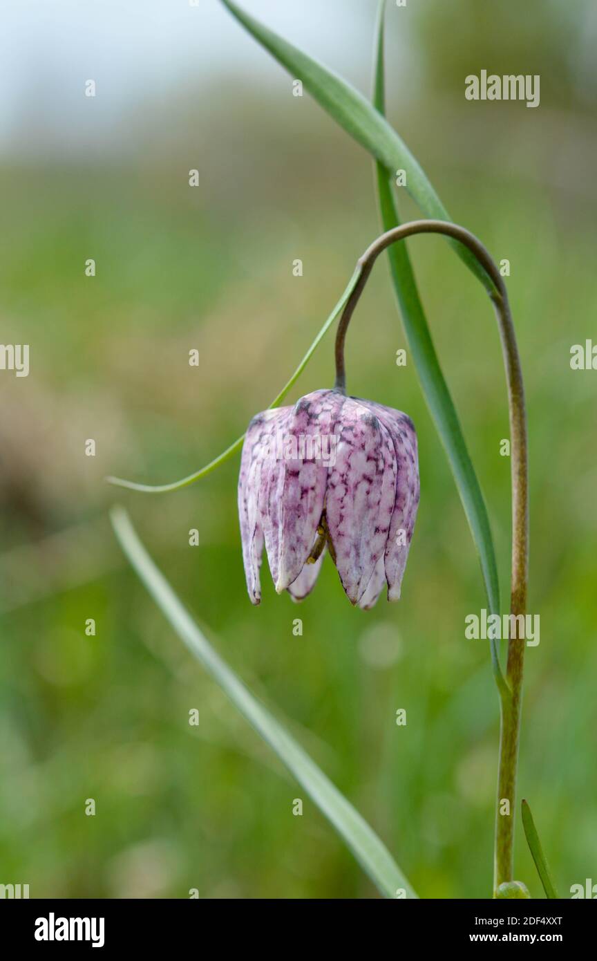 Chess flower(Fritillaria meleagris) or checkered lily, purple checkered ...