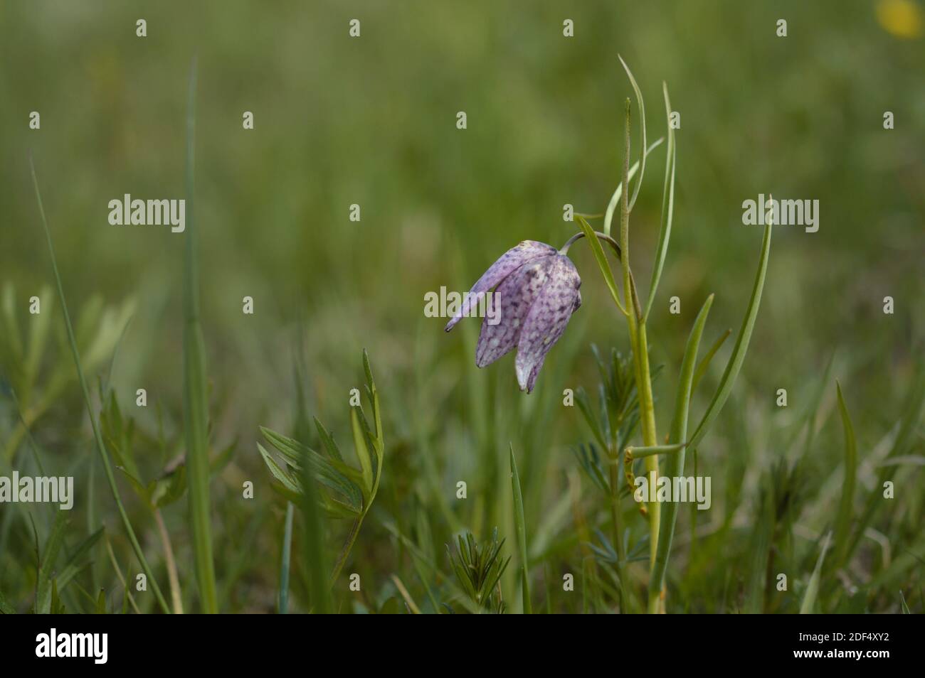 Chess flower(Fritillaria meleagris) or checkered lily, purple checkered ...