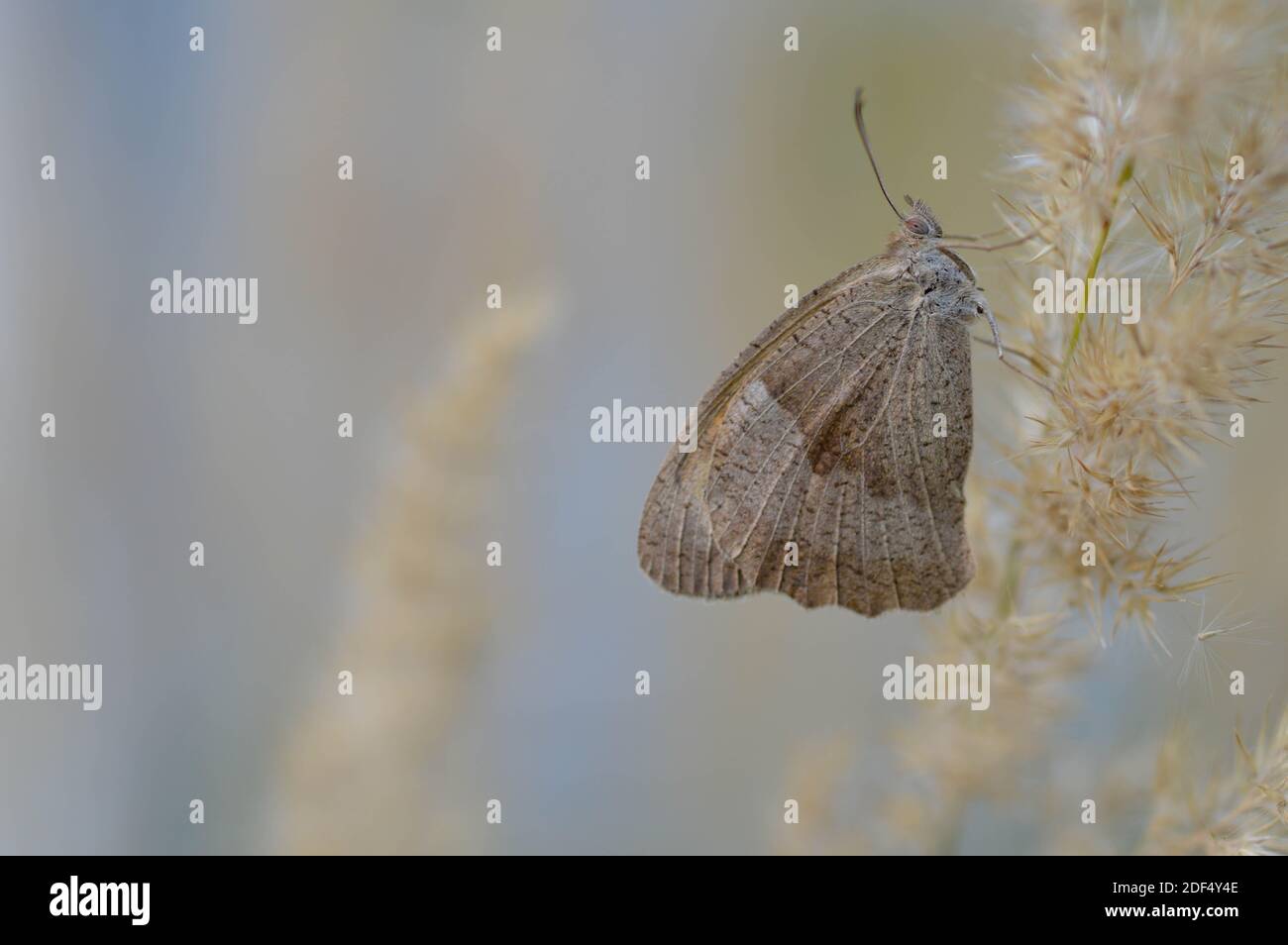 Small heath butterfly on a fluffy pant close up, pastel colors, brown ...