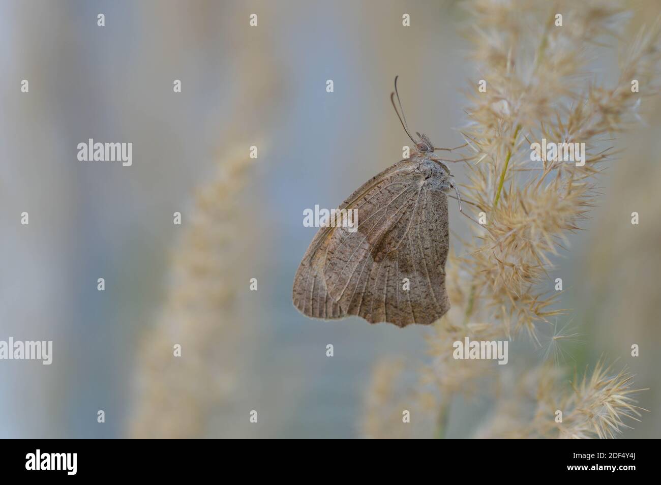 Butterfly closed wings hi-res stock photography and images - Alamy