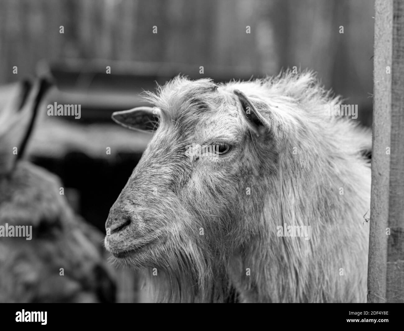 The head of the white goat is close-up. The goat looks from behind the ...