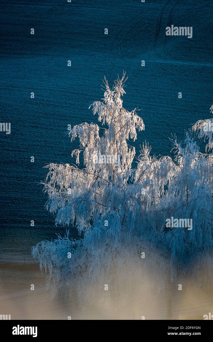 magical winter tree covered in white frost in emmental Stock Photo - Alamy