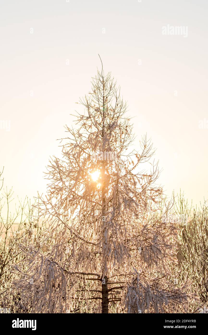 frozen fir tree shot against the rising sun Stock Photo - Alamy