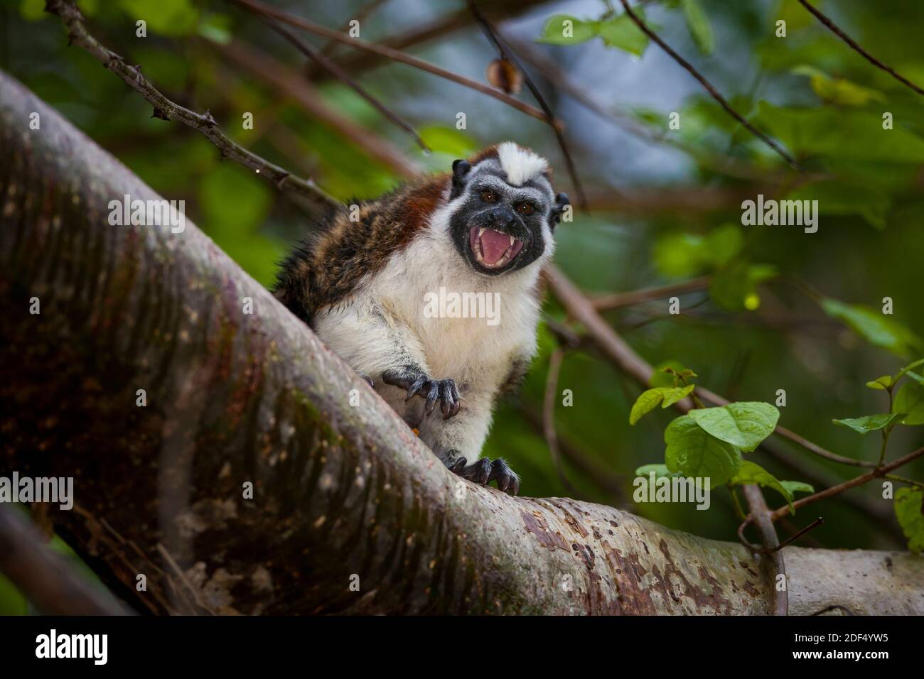 Geoffroy's Tamarin, Saguinus geoffroyi, in the rainforest on an island ...