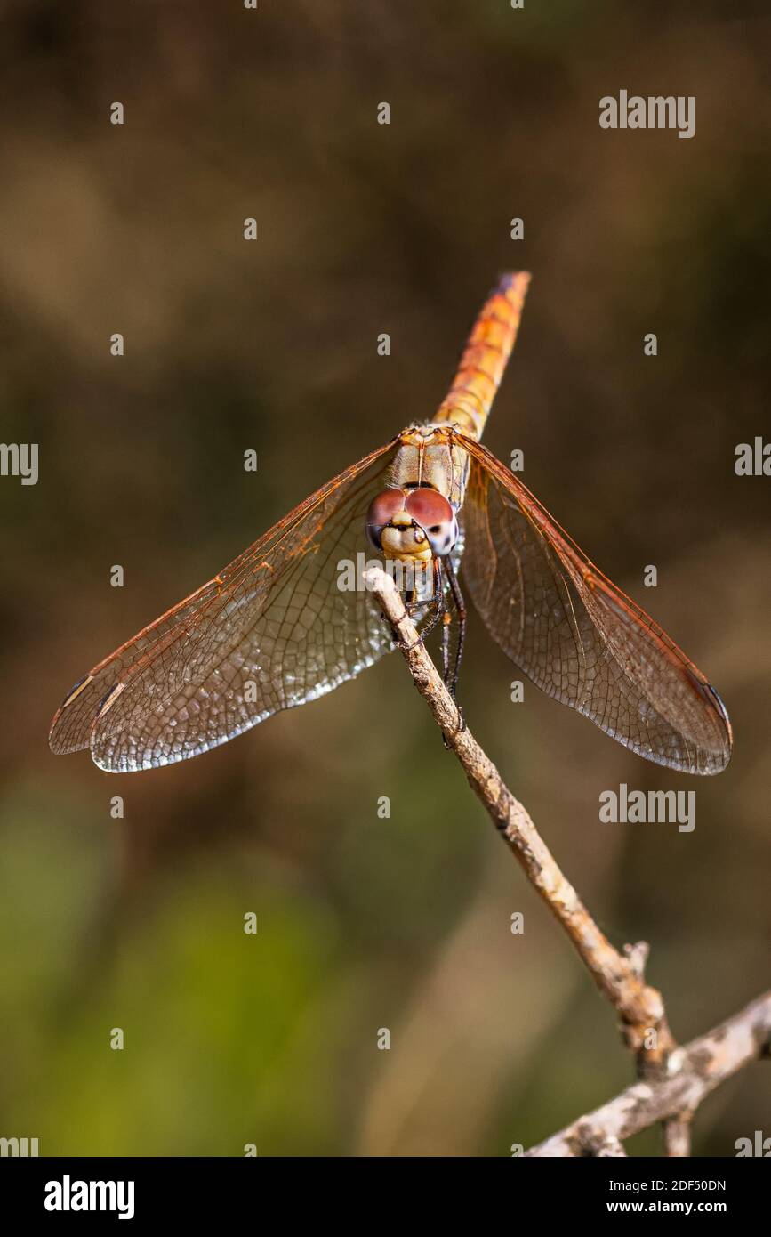 A red Dragonfly photographed in their natural environment Stock Photo ...