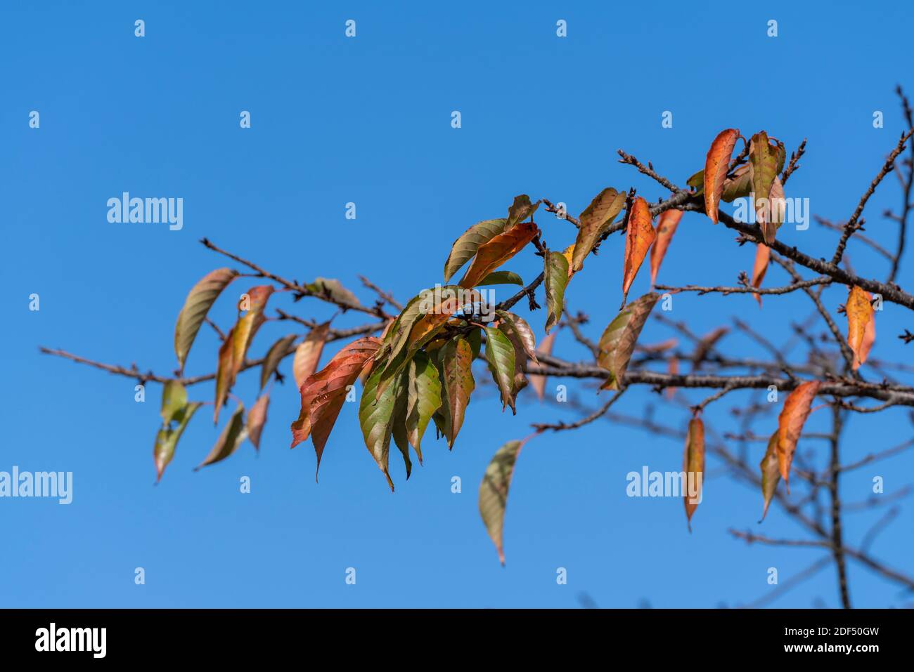 Cherry tree's leaves on November, Isehara City, Kanagawa Prefecture ...