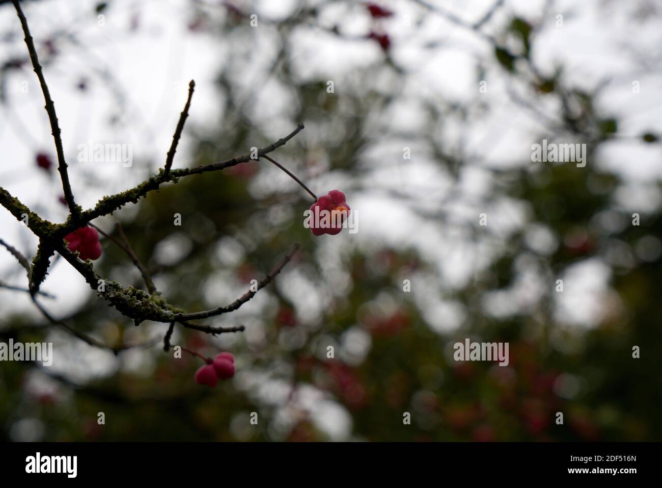 A selective focus closeup of Spindle fruit tree in the autumn season ...