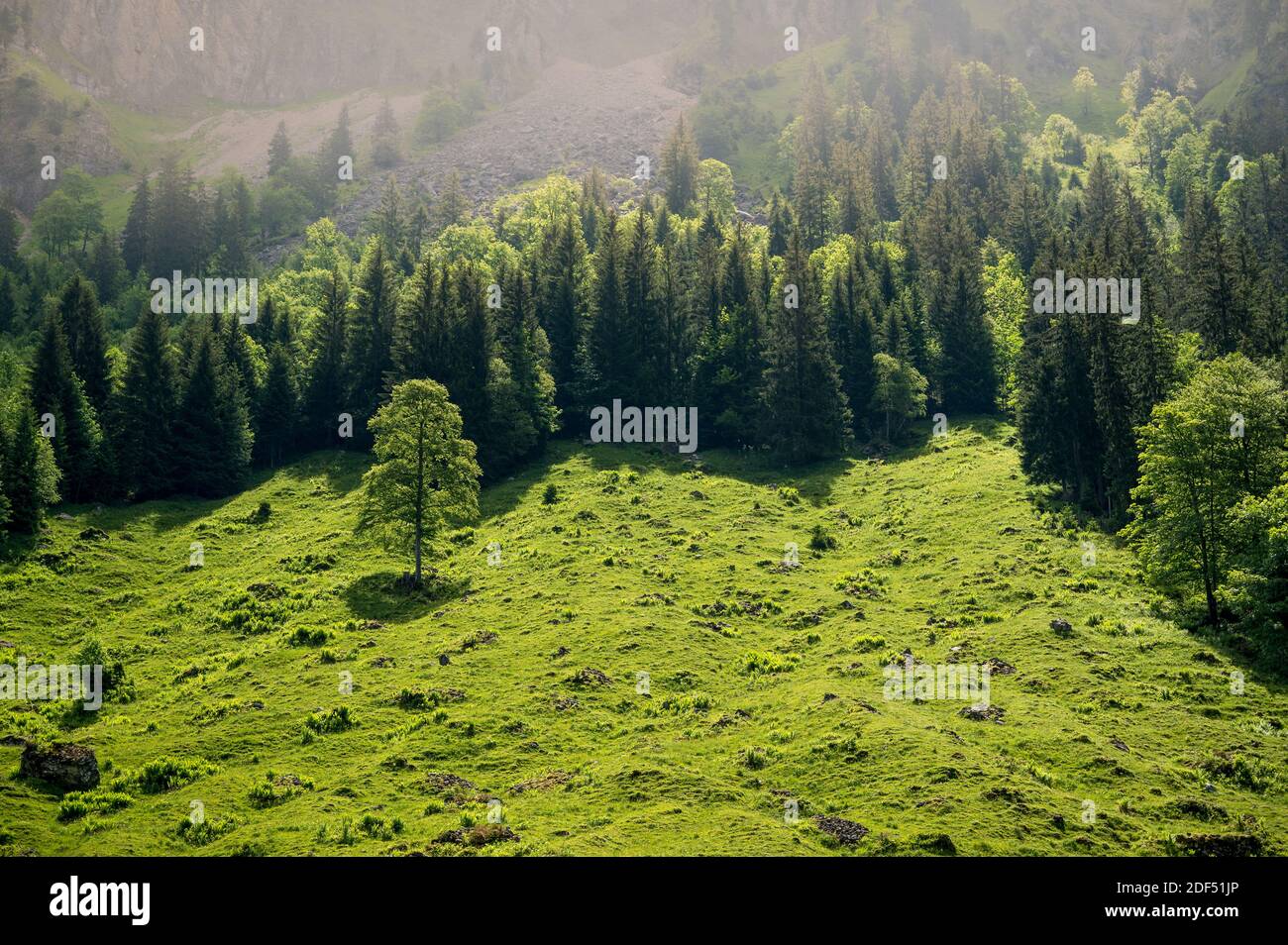 lonely tree in front of forest on a steep slope in Justistal Stock ...