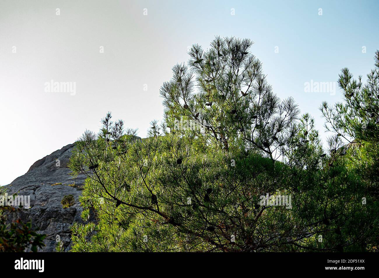 Pinus nigra pyramidalis hi-res stock photography and images - Alamy