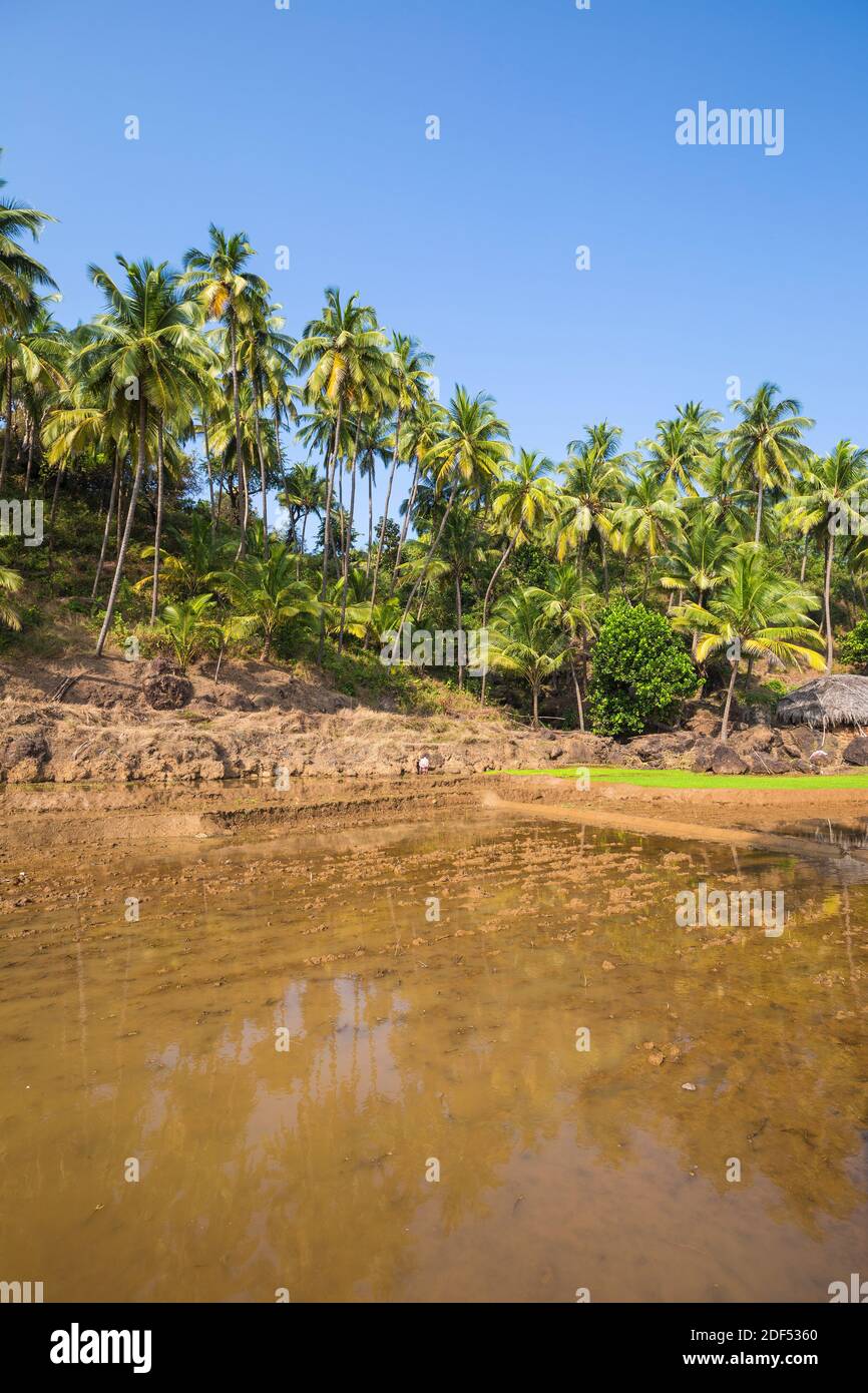 Goa rice field hi-res stock photography and images - Alamy