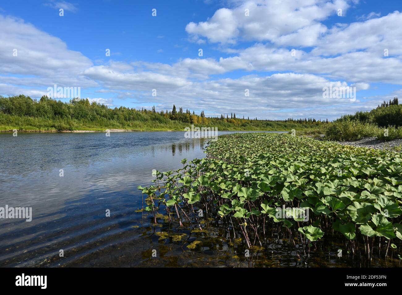 Ural taiga hi-res stock photography and images - Alamy