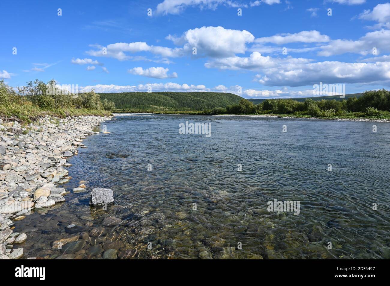 River in the Northern taiga. Summer water landscape in the Komi ...
