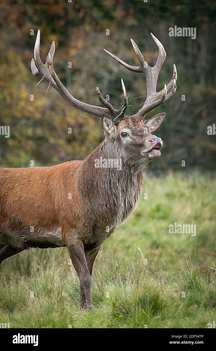 Are Stag Bars Bad For Dogs Teeth