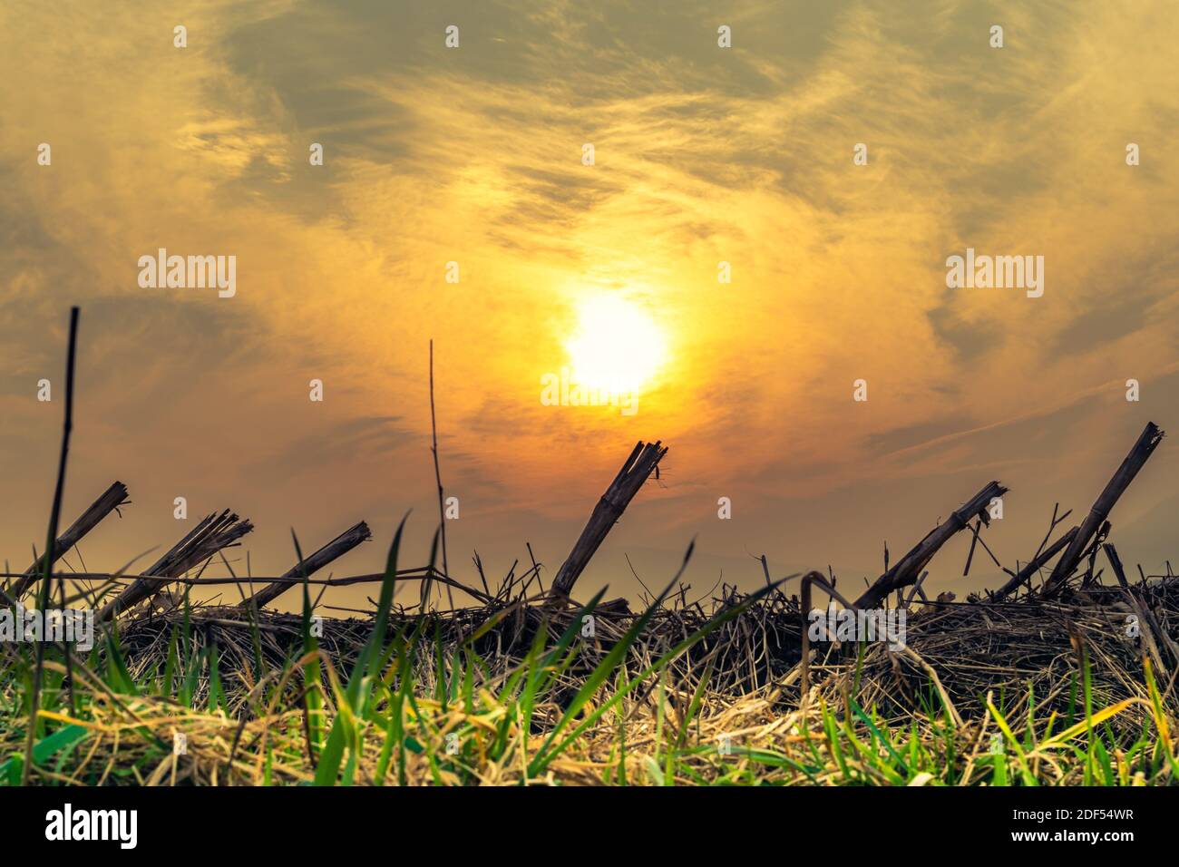 Cut corn field hi-res stock photography and images - Alamy