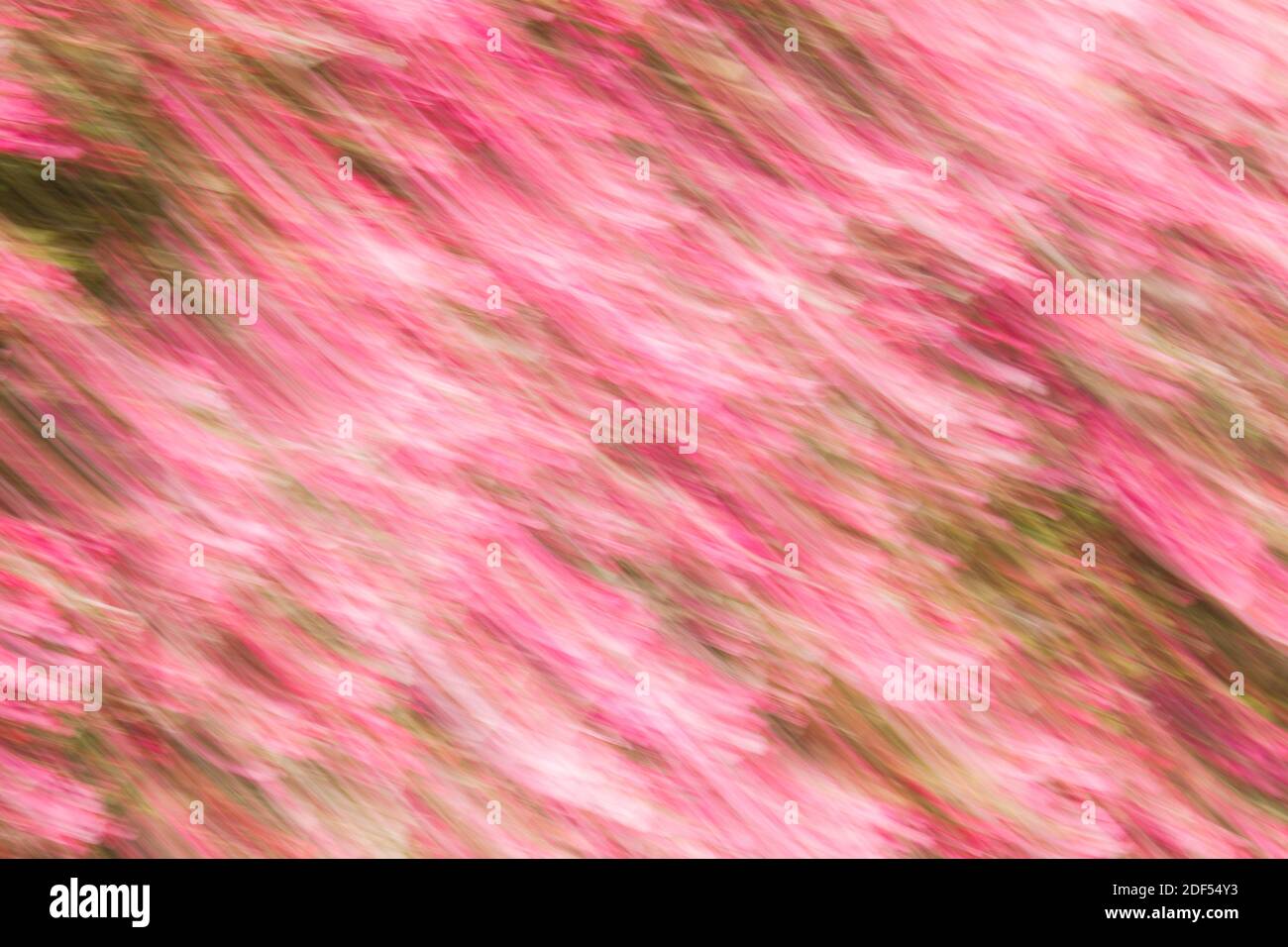Artsy motion blurred pink flowers Stock Photo - Alamy