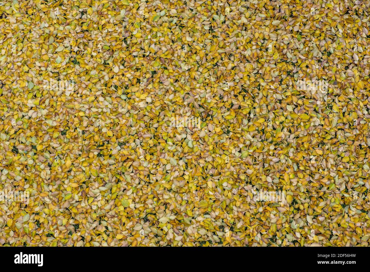 Falling on grass hi-res stock photography and images - Alamy