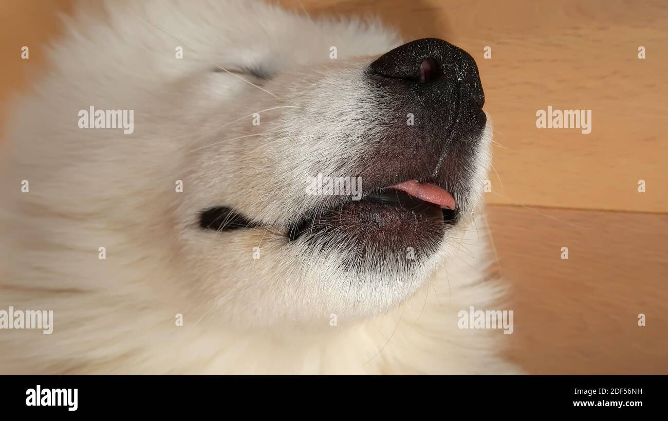 Samoyed sleep hi-res stock photography and images - Alamy