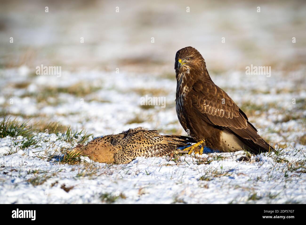 Dominant common buzzard sitting on the snowy field with its prey in ...