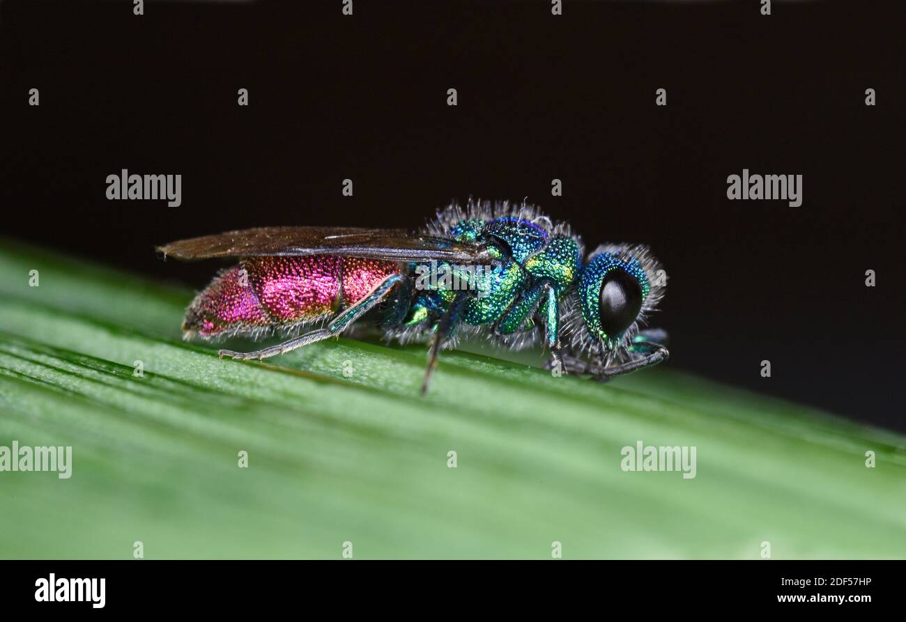 Ruby-tailed Jewel Wasp (Chrysis ignita) resting on leaf blade, Wales ...