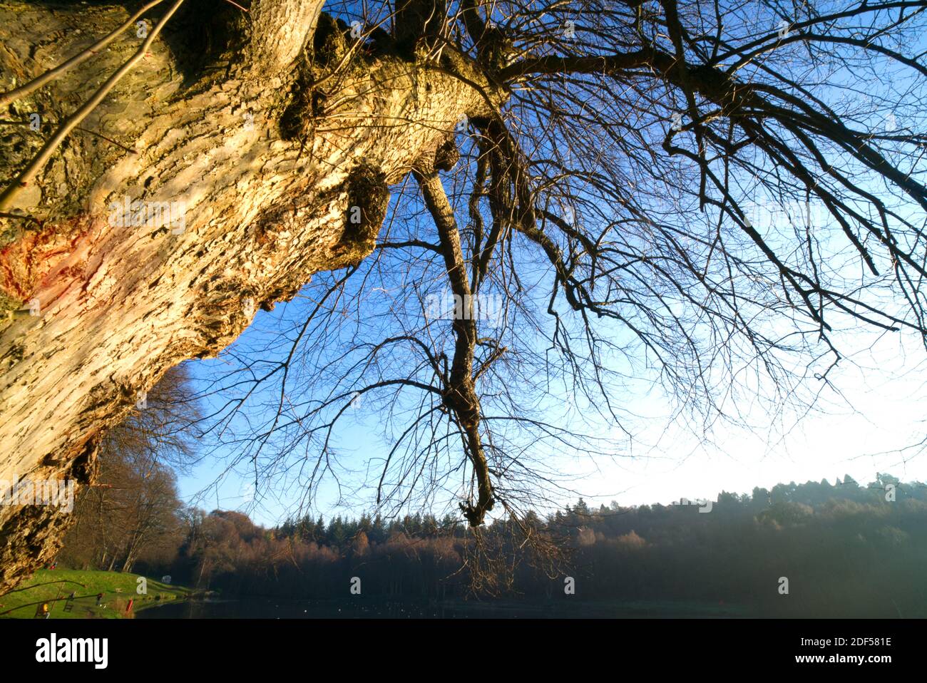 Callendar Wood - Forestry and Land Scotland. Callendar Woods are part ...