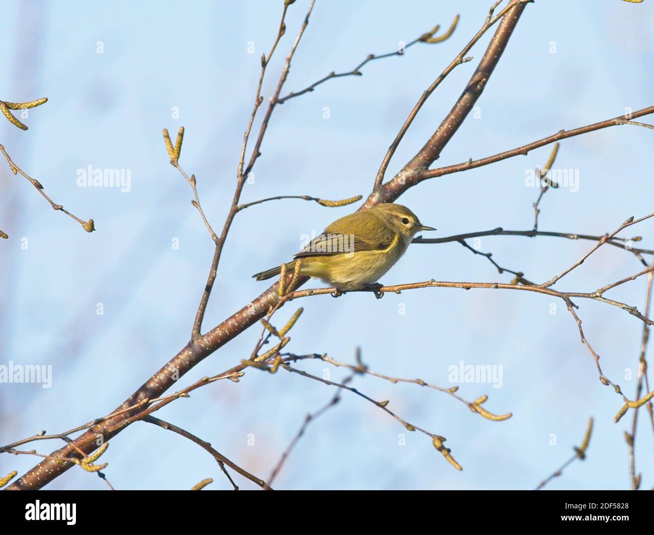 A Chiffchaff (Phylloscopus collybita) in a tree at St Aidan's, an RSPB ...
