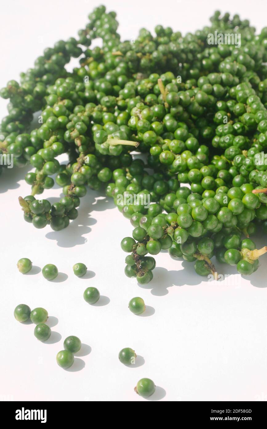 A STILL LIFE OF GREEN PEPPER Stock Photo - Alamy